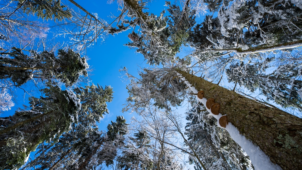 Role of forests in nature » Kočevsko
